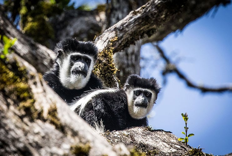 KENYA’S MAGICAL FORESTS » The Safari Collection