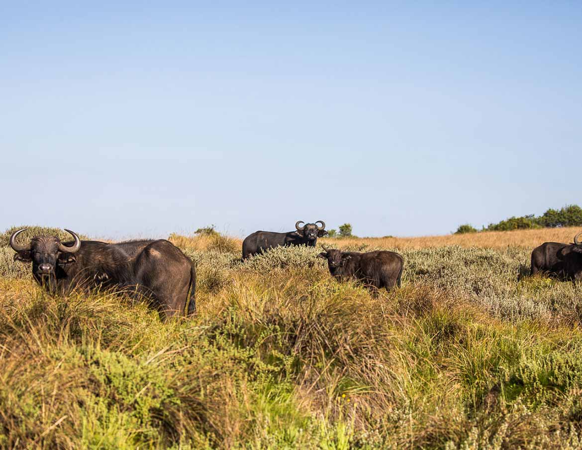 Solio Lodge Laikipia, Kenya | History & Conservancy