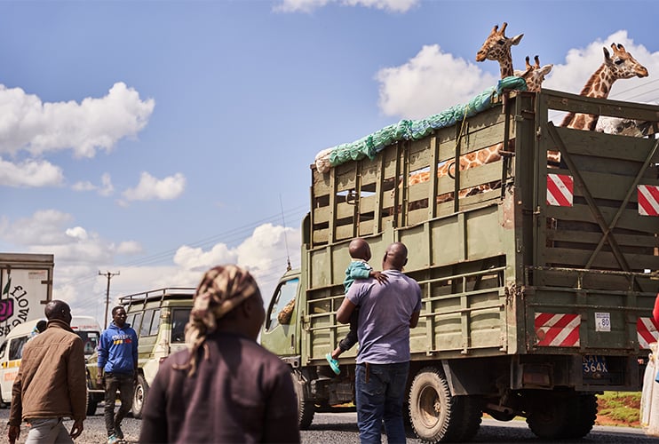 GIRAFFES ON THE MOVE » The Safari Collection