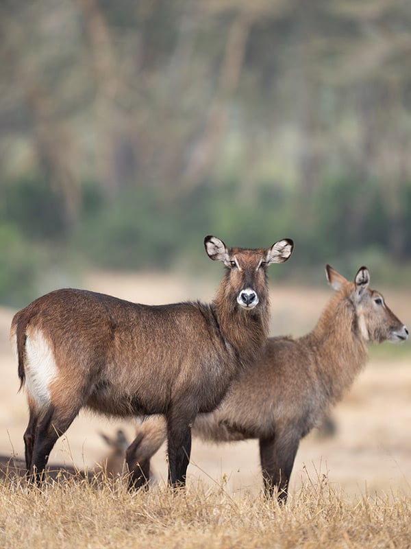 Game Drives in Solio Conservancy | Solio Lodge Kenya